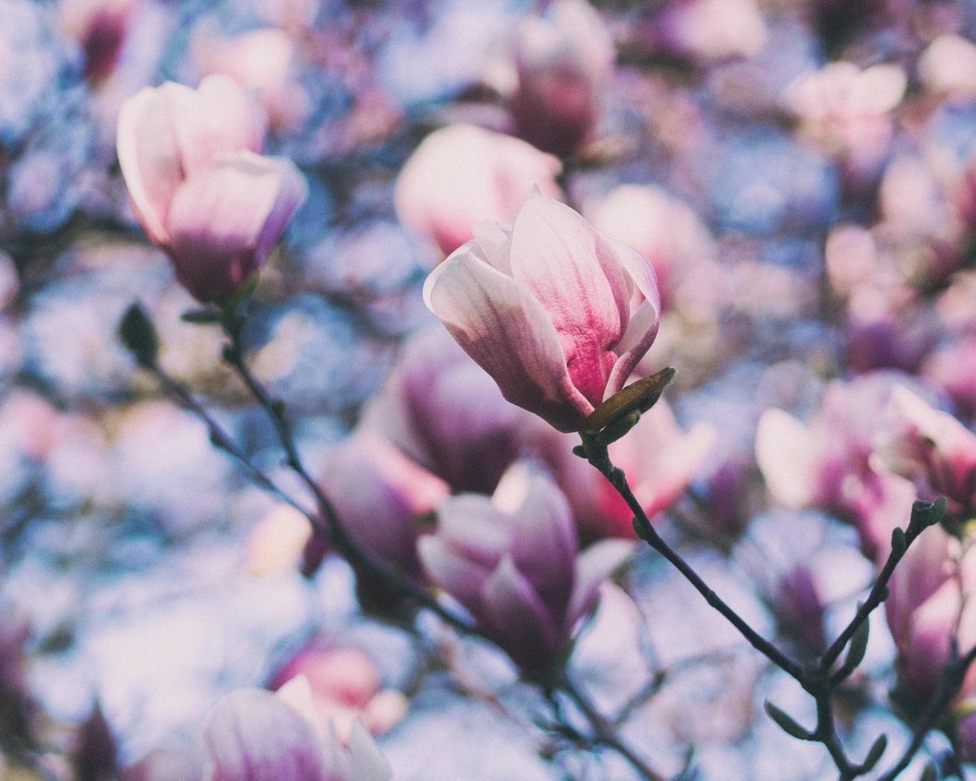 Magnolia extract: Luxury Skincare for the face and body - PURE SKIN FOOD